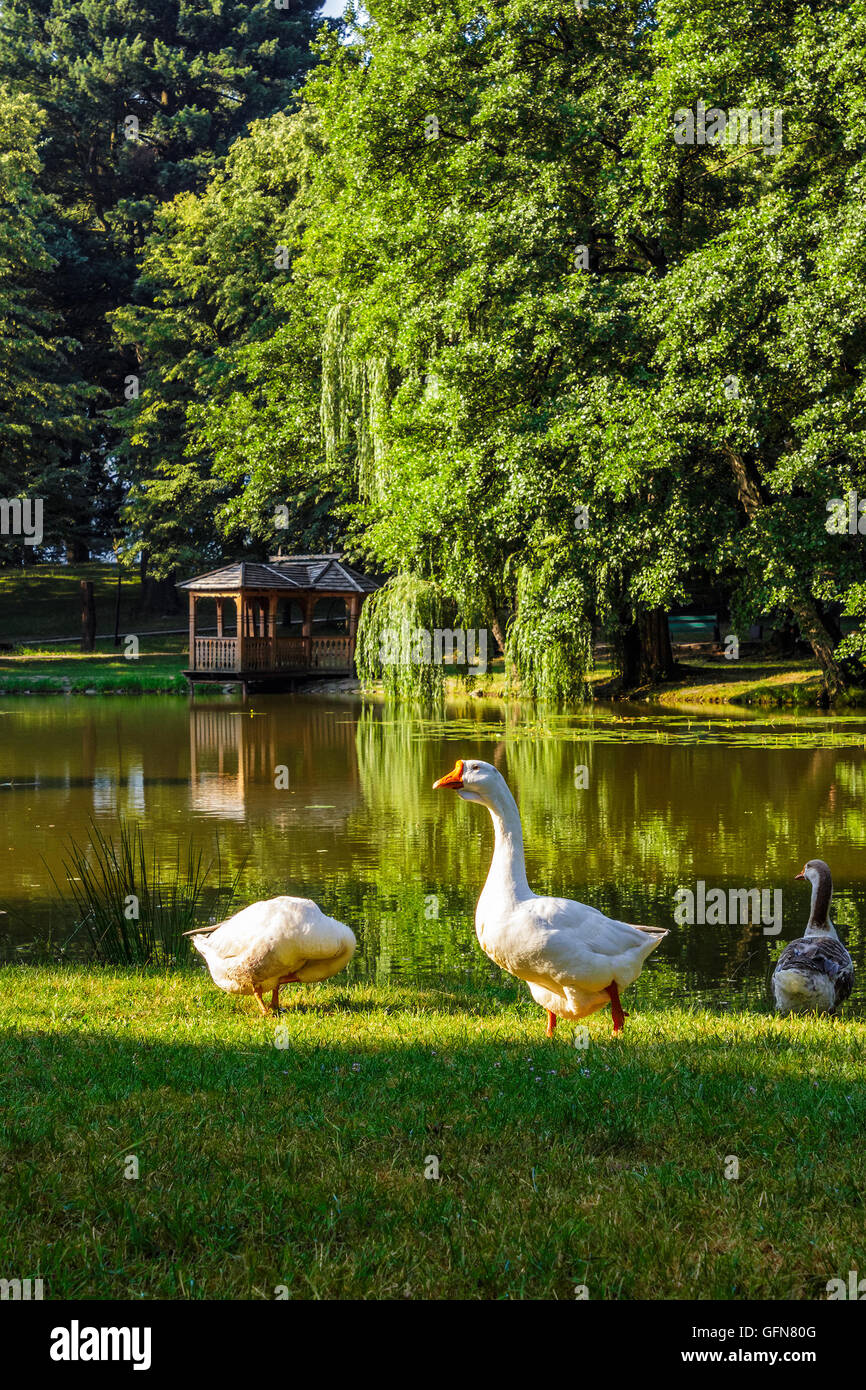 Rural landscape geese pond hi-res stock photography and images - Alamy