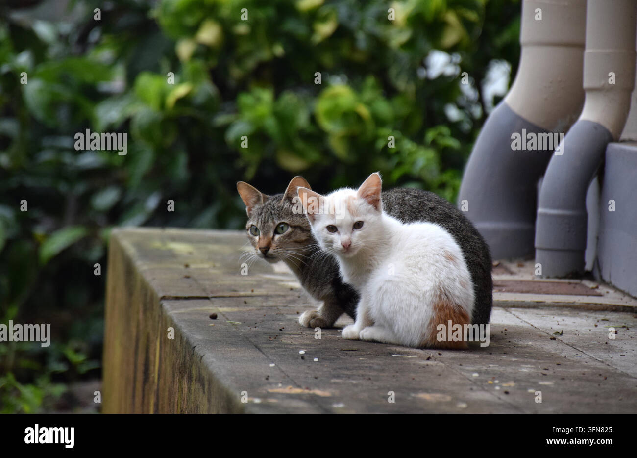 beautiful cats. brotherhood of animals. best photograph for animal ...