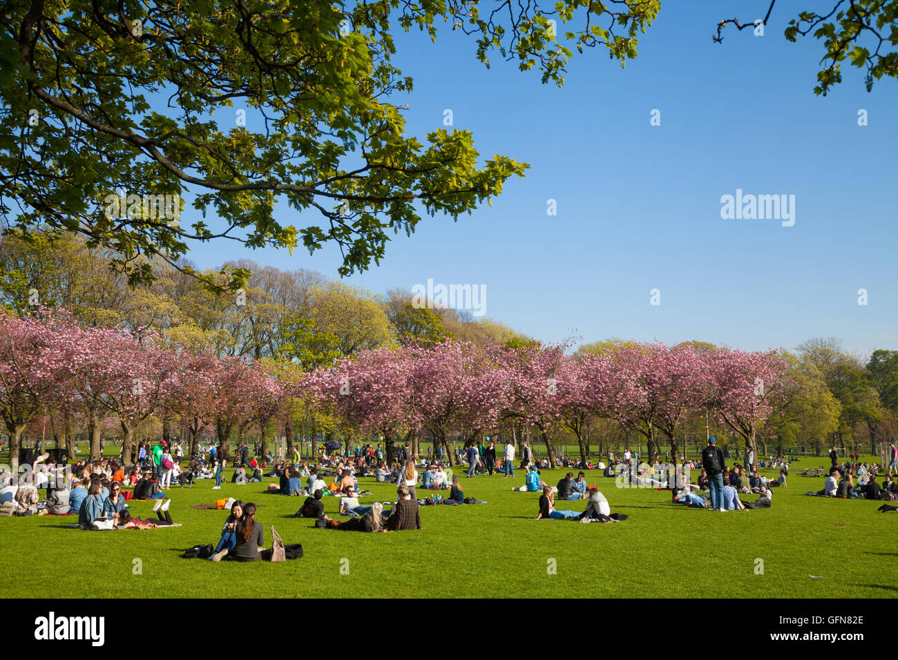 The meadows edinburgh hi-res stock photography and images - Alamy