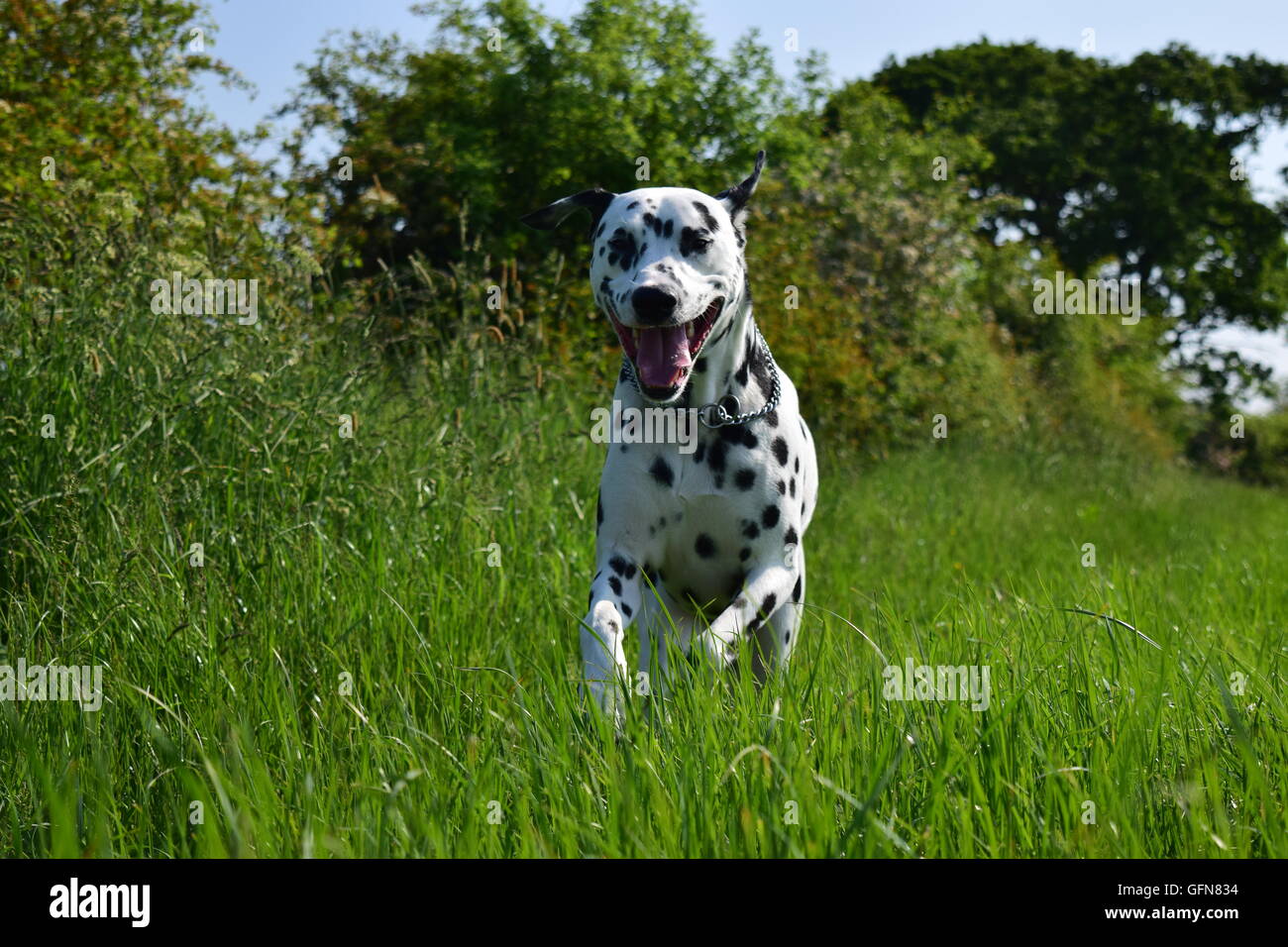 Playing dalmatian hi-res stock photography and images - Alamy
