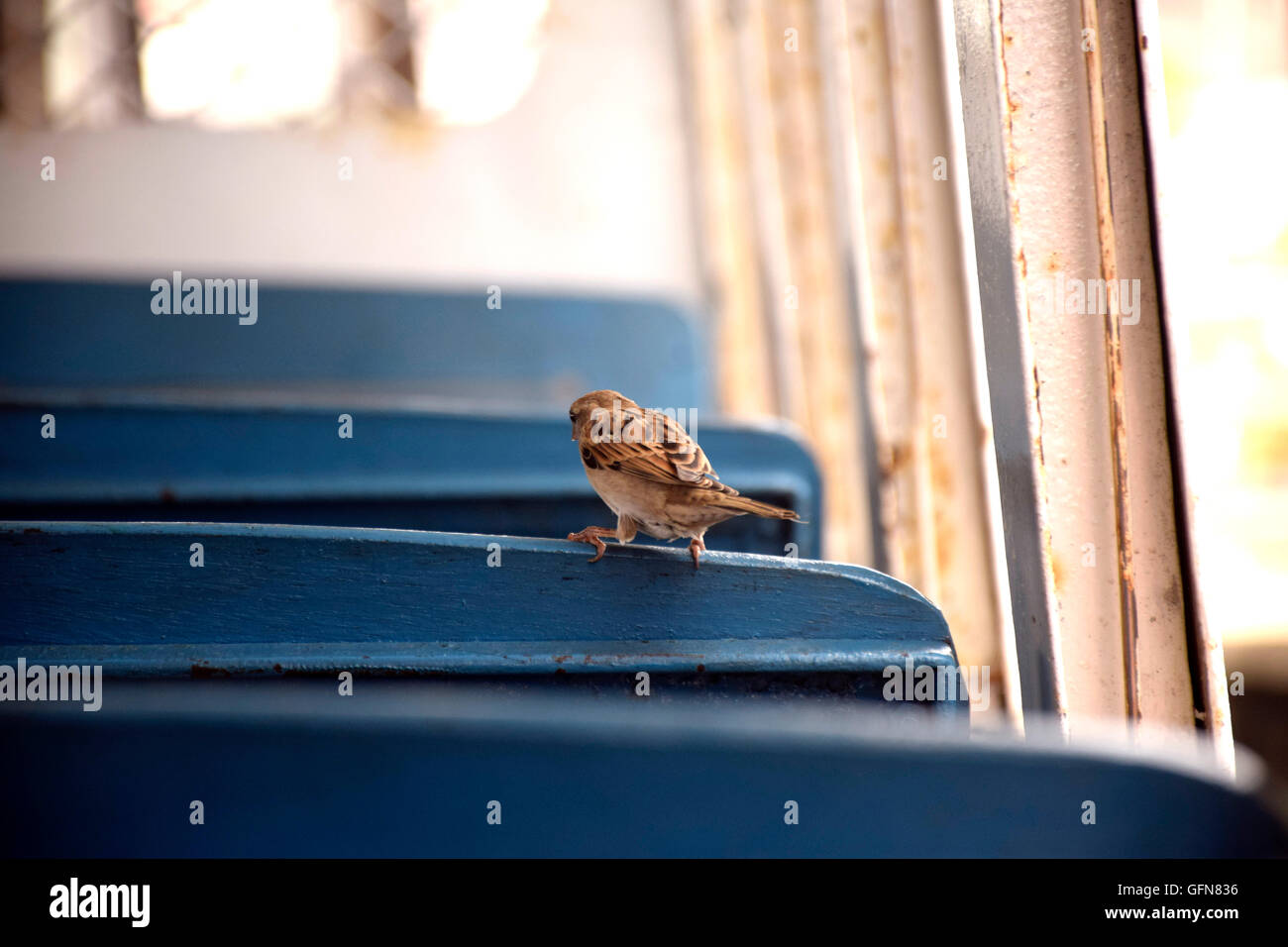 Rare Hd Bird Wallpaper