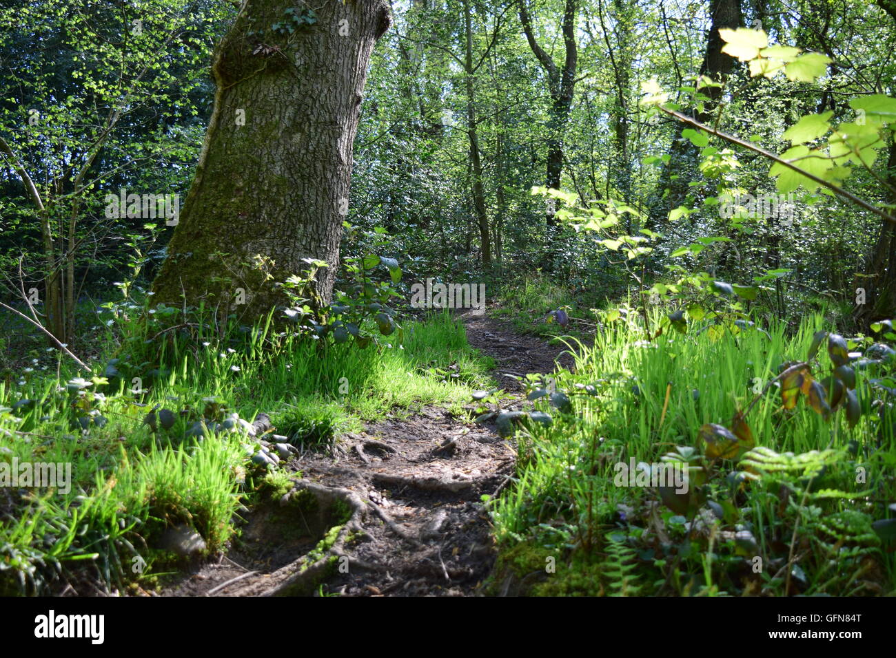 A path through the woods in the sunlight Stock Photo - Alamy