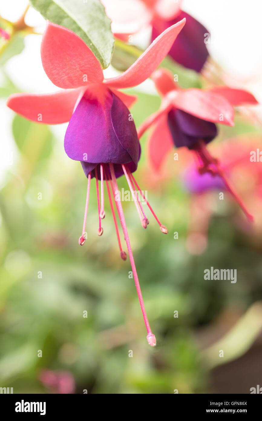 Closeup view of the colorful fuchsia flower. Vertically Stock Photo - Alamy