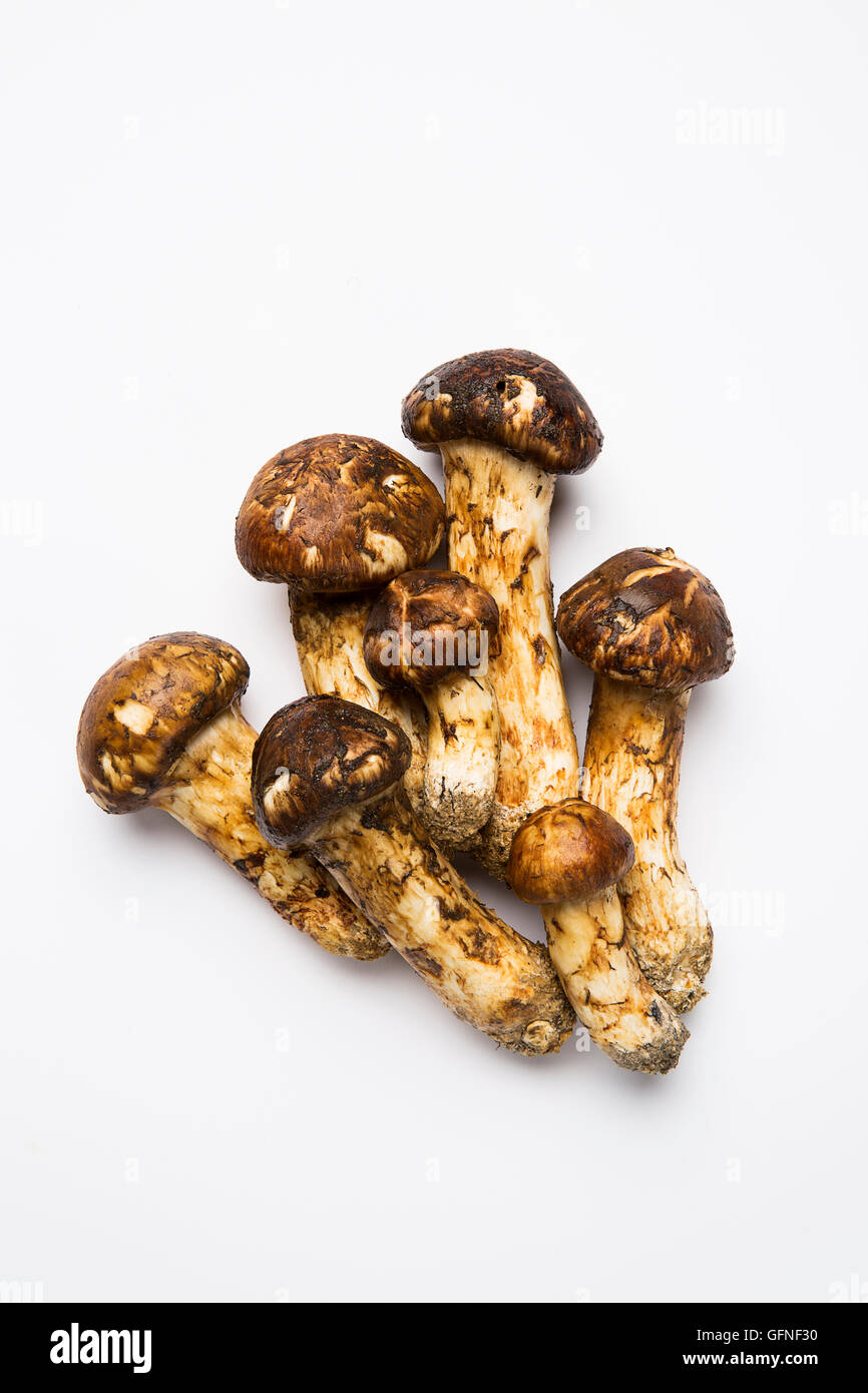 Matsutake mushroom hi-res stock photography and images - Alamy