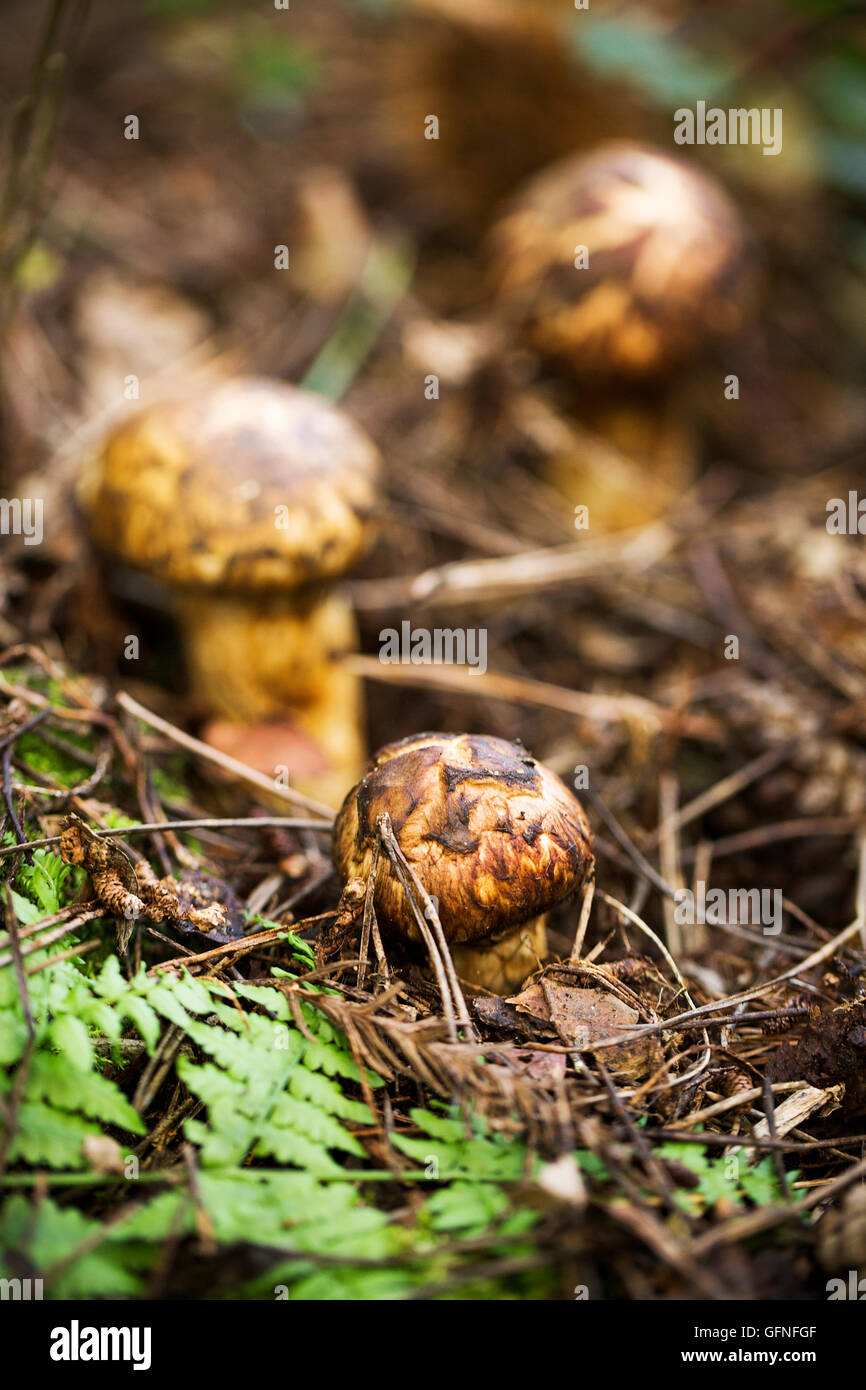 Matsutake Mushroom High Resolution Stock Photography and Images - Alamy