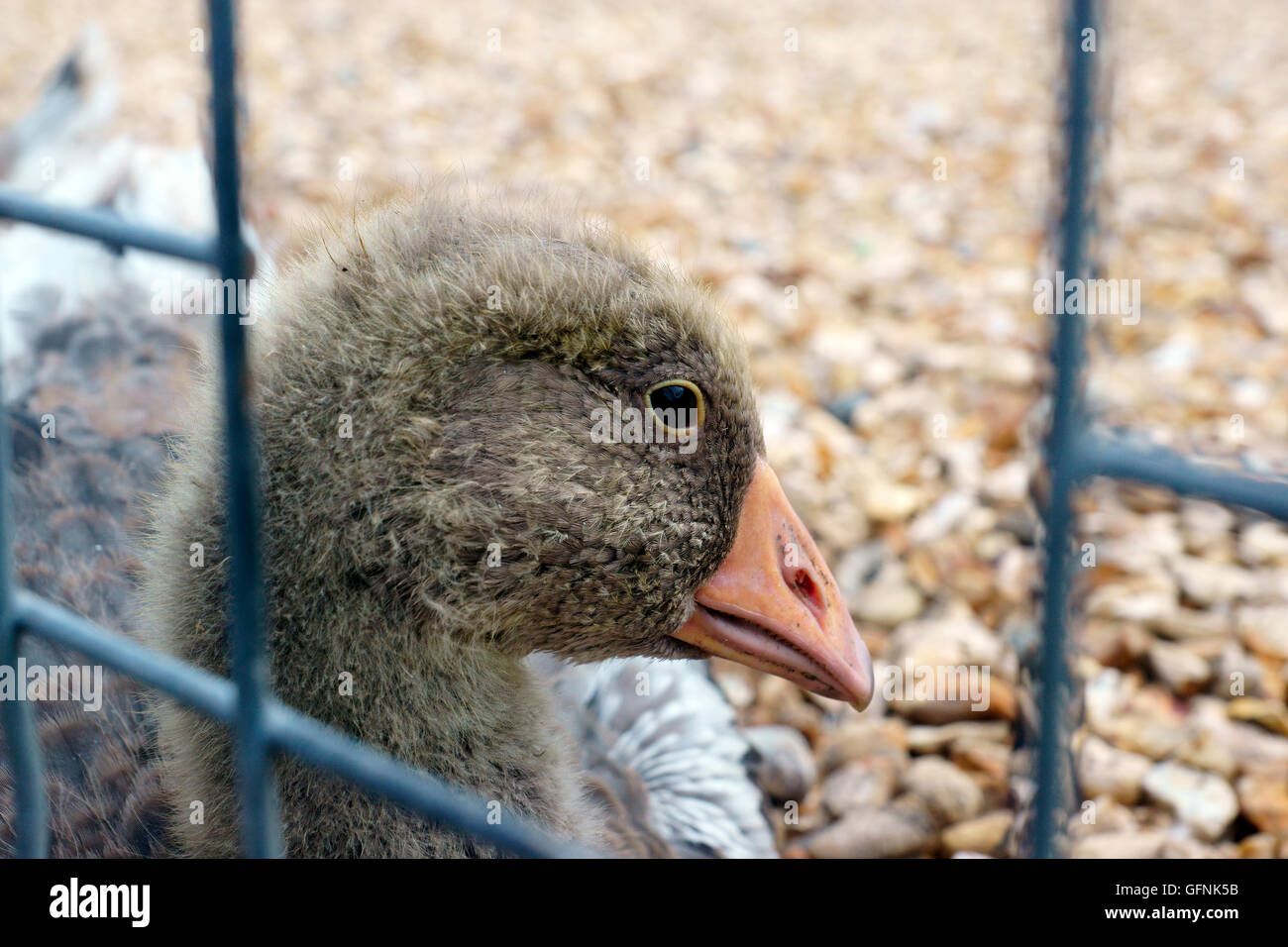 GOOSE THROUGH THE FEEDER HOLE Stock Photo - Alamy