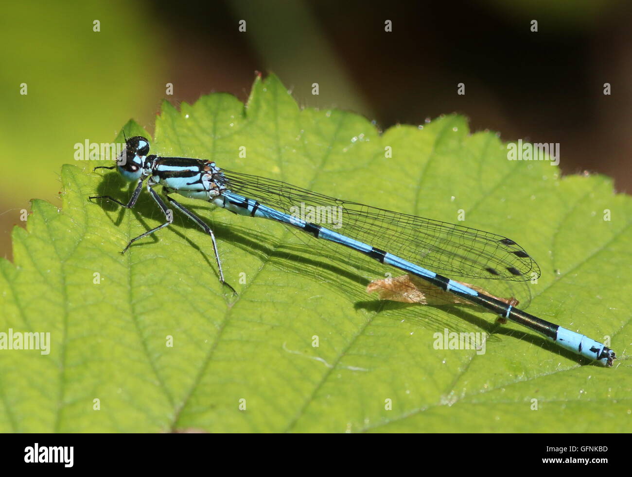 Male European Common Bluet or Common Blue Damselfly (Enallagma ...
