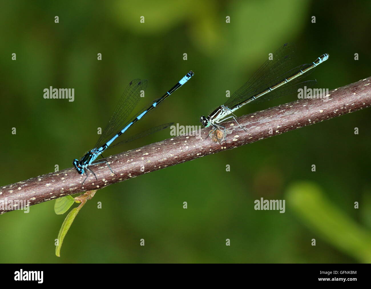 Male and female European Common Bluets or Common Blue Damselflies ...