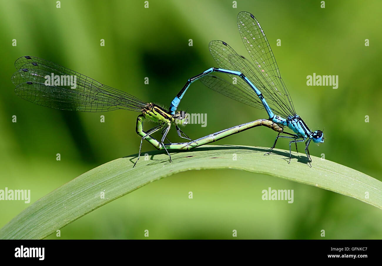 Mating male and female European Common Bluets or Common Blue ...