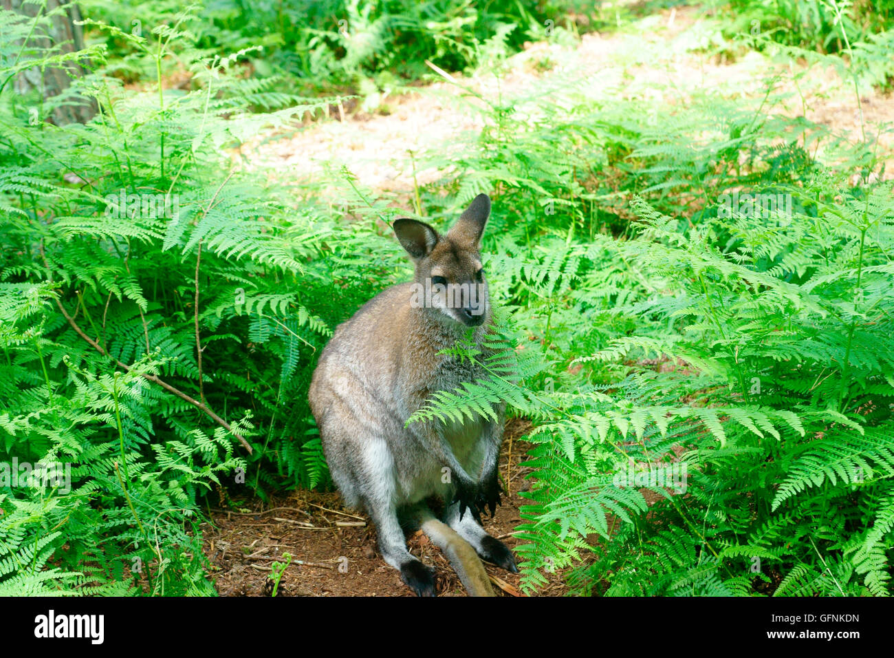 Adult Wallaroo High Resolution Stock Photography and Images - Alamy
