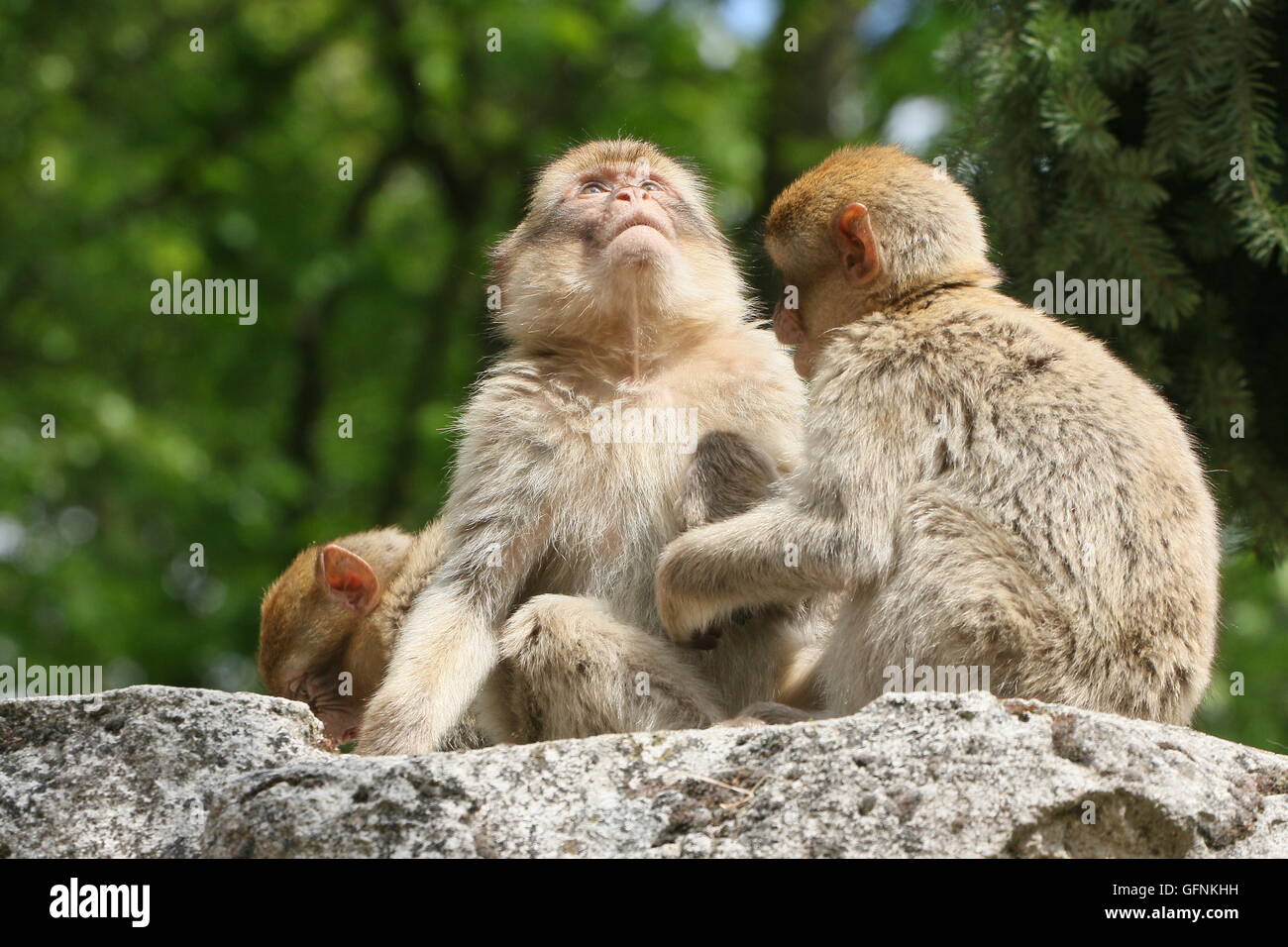 Japanese Macaque 3