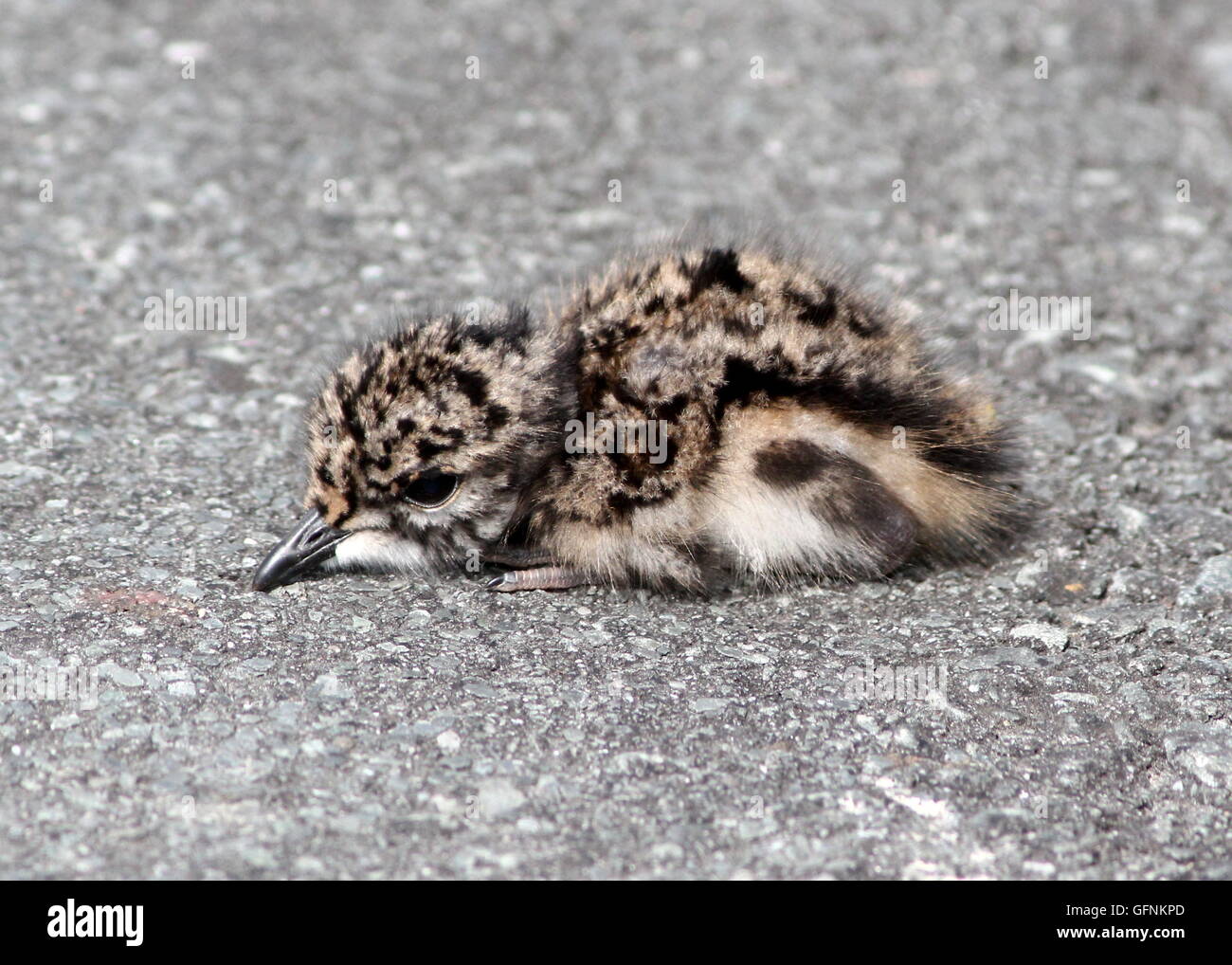 Baby Lapwing High Resolution Stock Photography and Images - Alamy