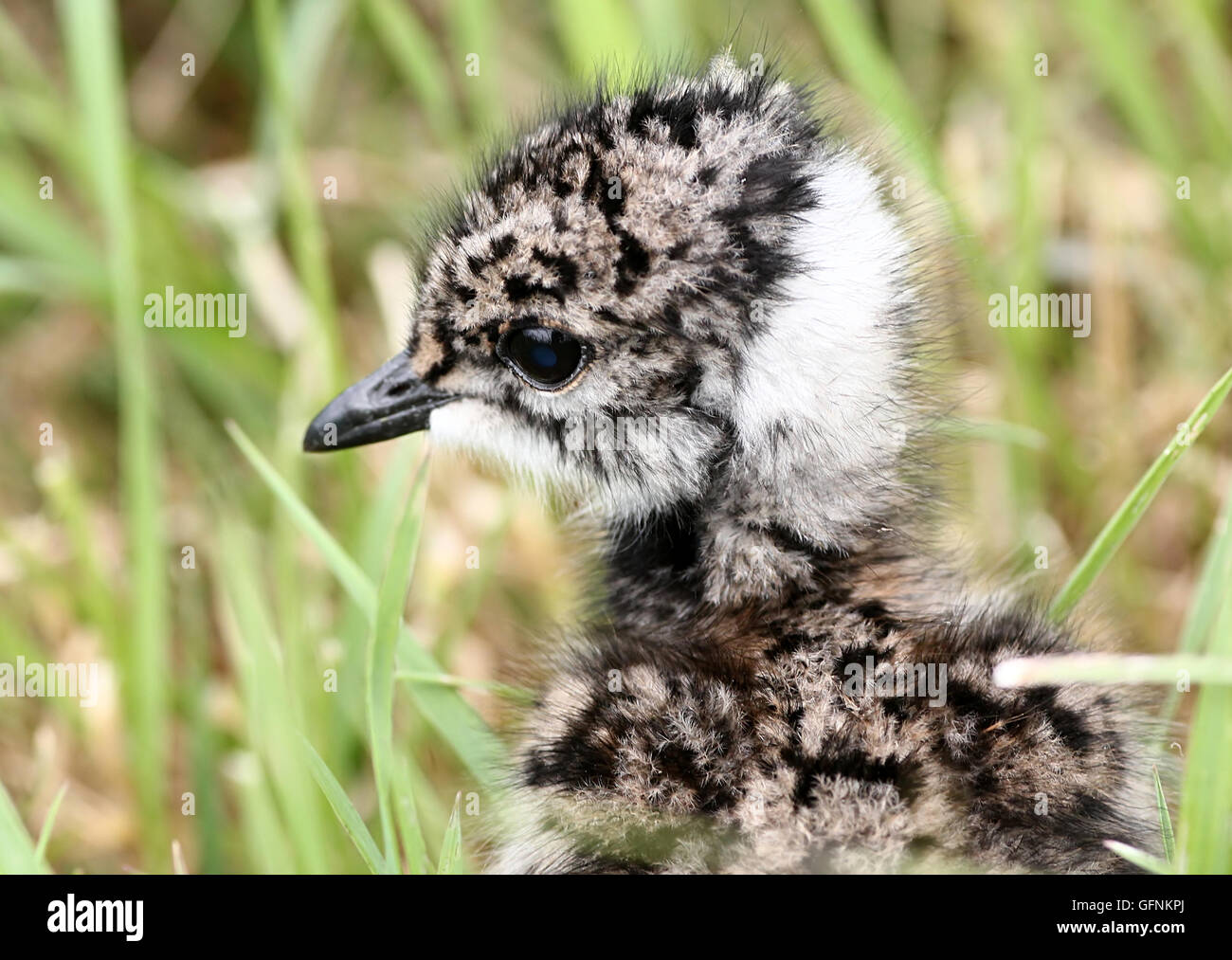 Lapwing fledgling chick High Resolution Stock Photography and Images ...