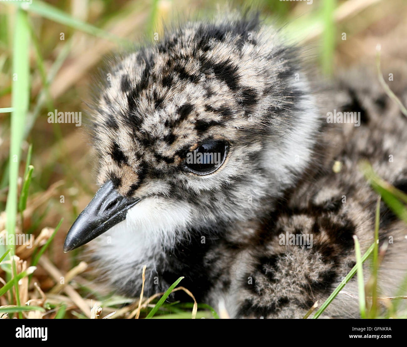 Baby lapwing uk hi-res stock photography and images - Alamy