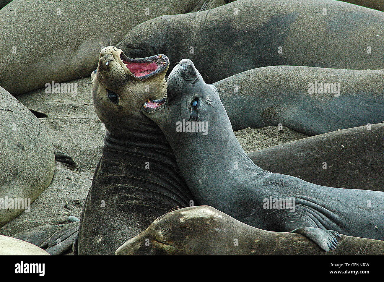 Angry seals hi-res stock photography and images - Alamy