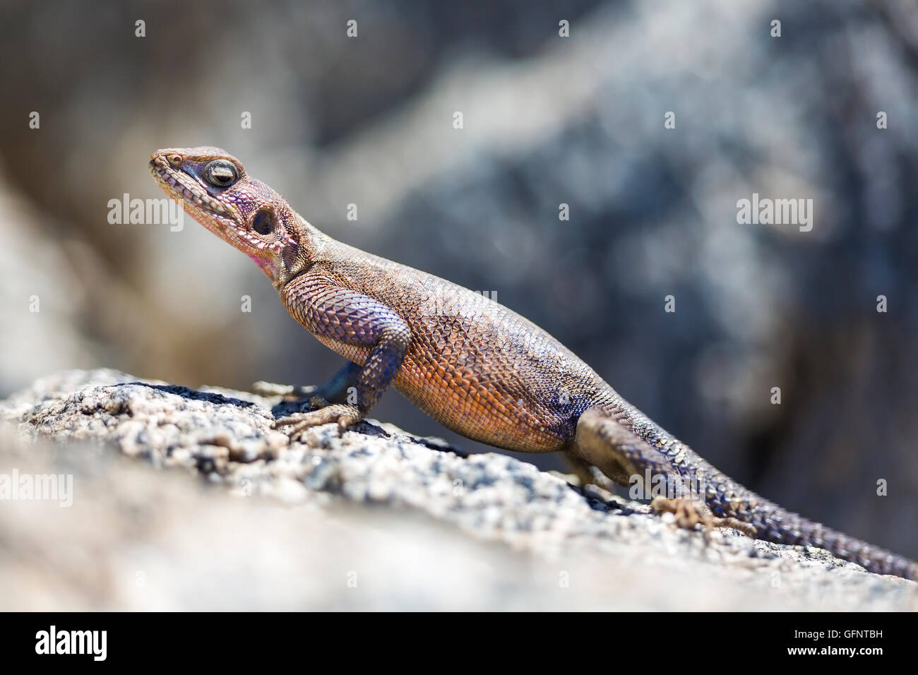 Gecko standing on a rock in Africa Stock Photo - Alamy