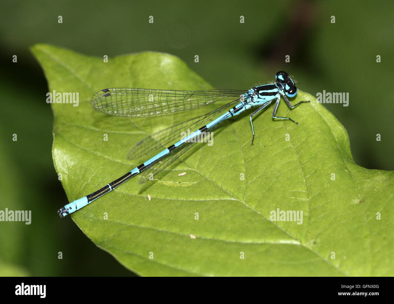 Libelinha azul comum hi-res stock photography and images - Alamy