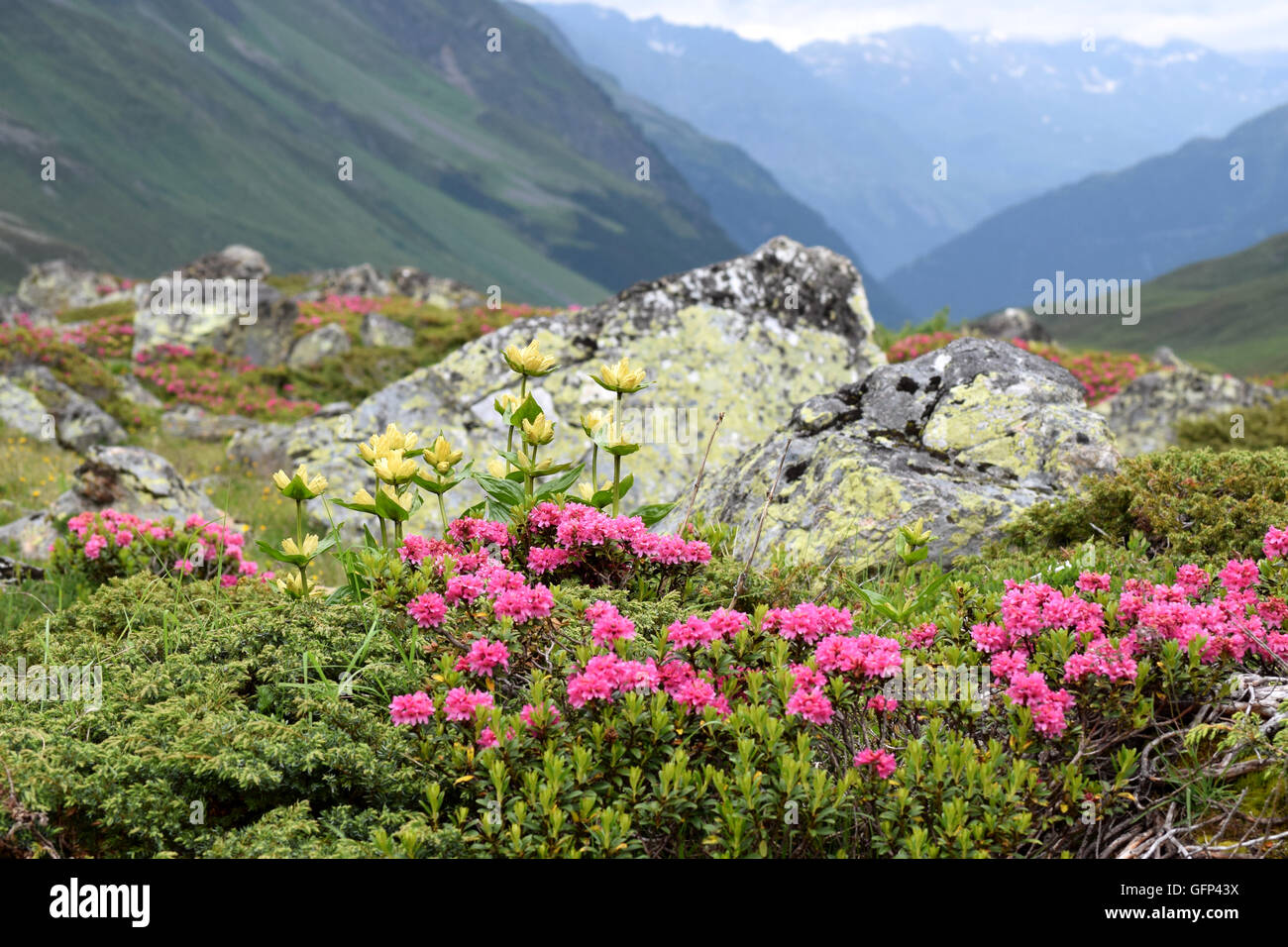 Austrian alps in summer mountains hi-res stock photography and images ...