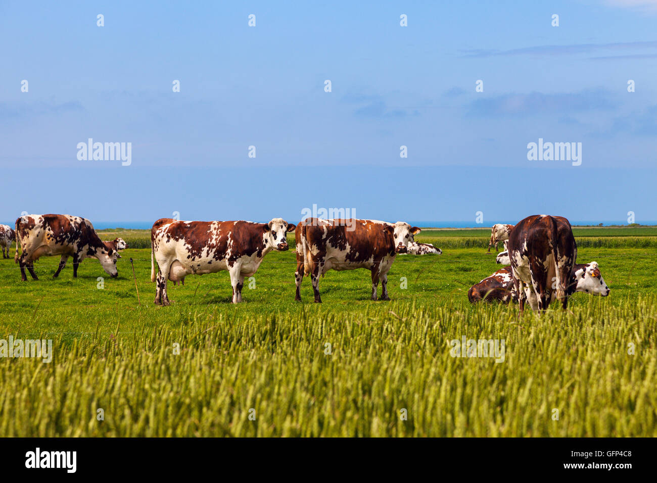 Normandy cow france hi-res stock photography and images - Alamy