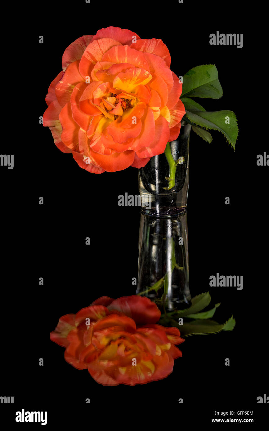 Reflection of rose hi-res stock photography and images - Alamy
