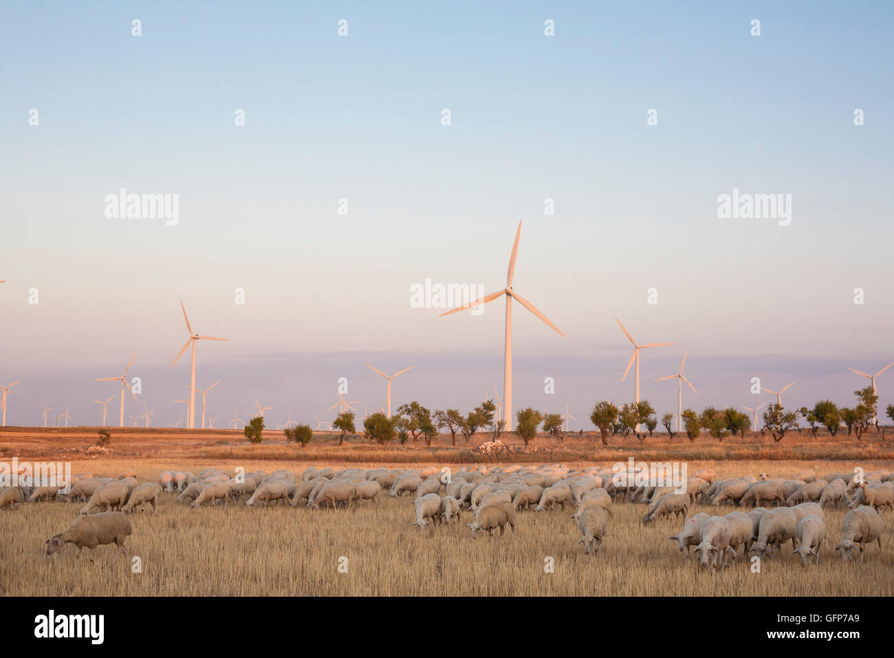Flock of sheep grazing at electric wind turbines farm, Spain Stock ...