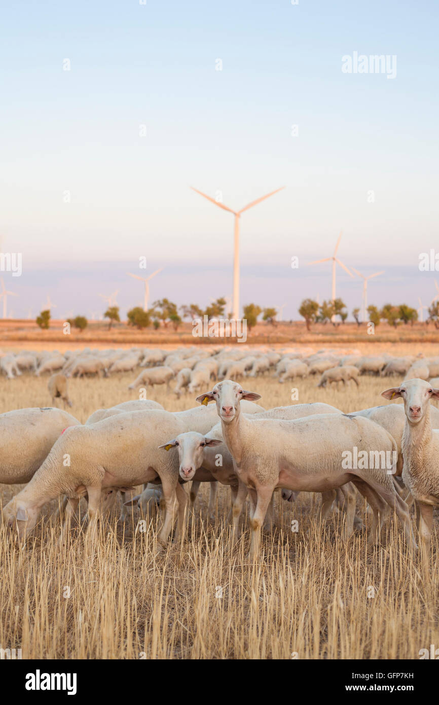 Flock of sheep grazing at electric wind turbines farm, Spain Stock ...