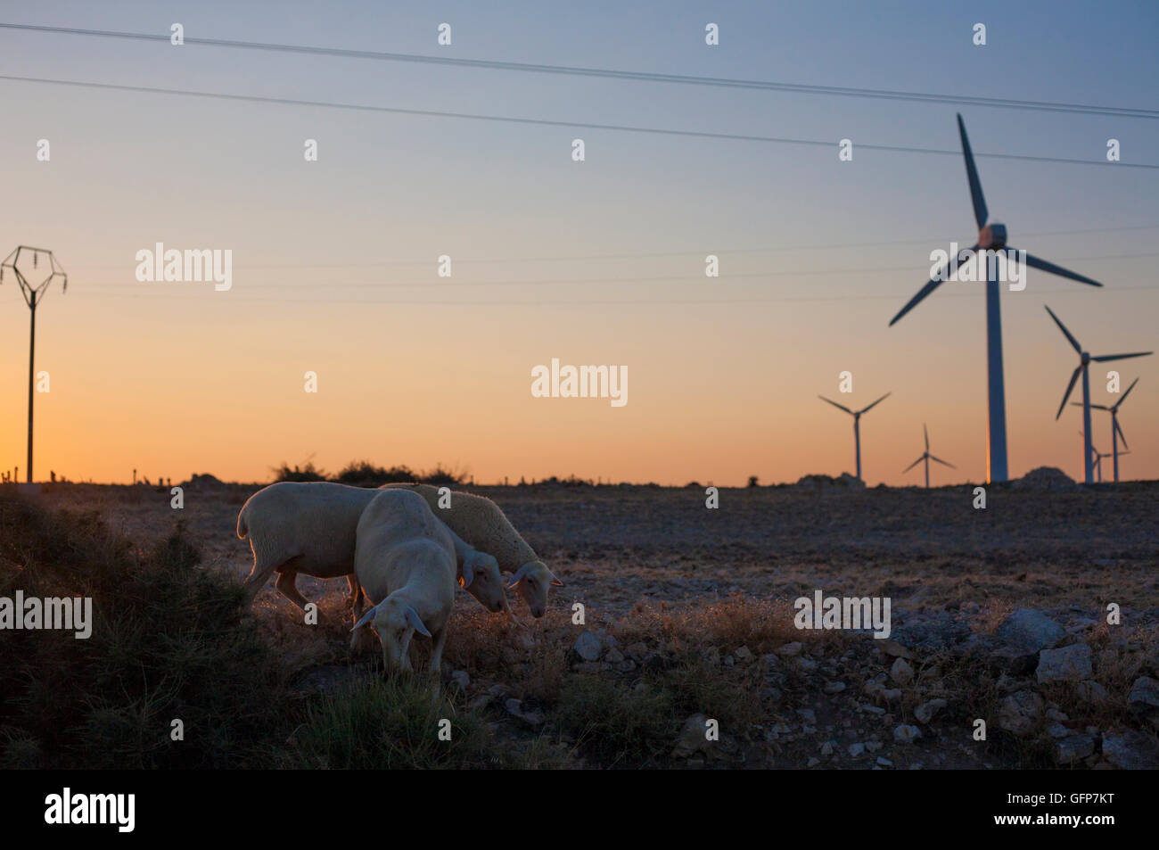 Flock of sheep grazing at electric wind turbines farm, Spain Stock ...
