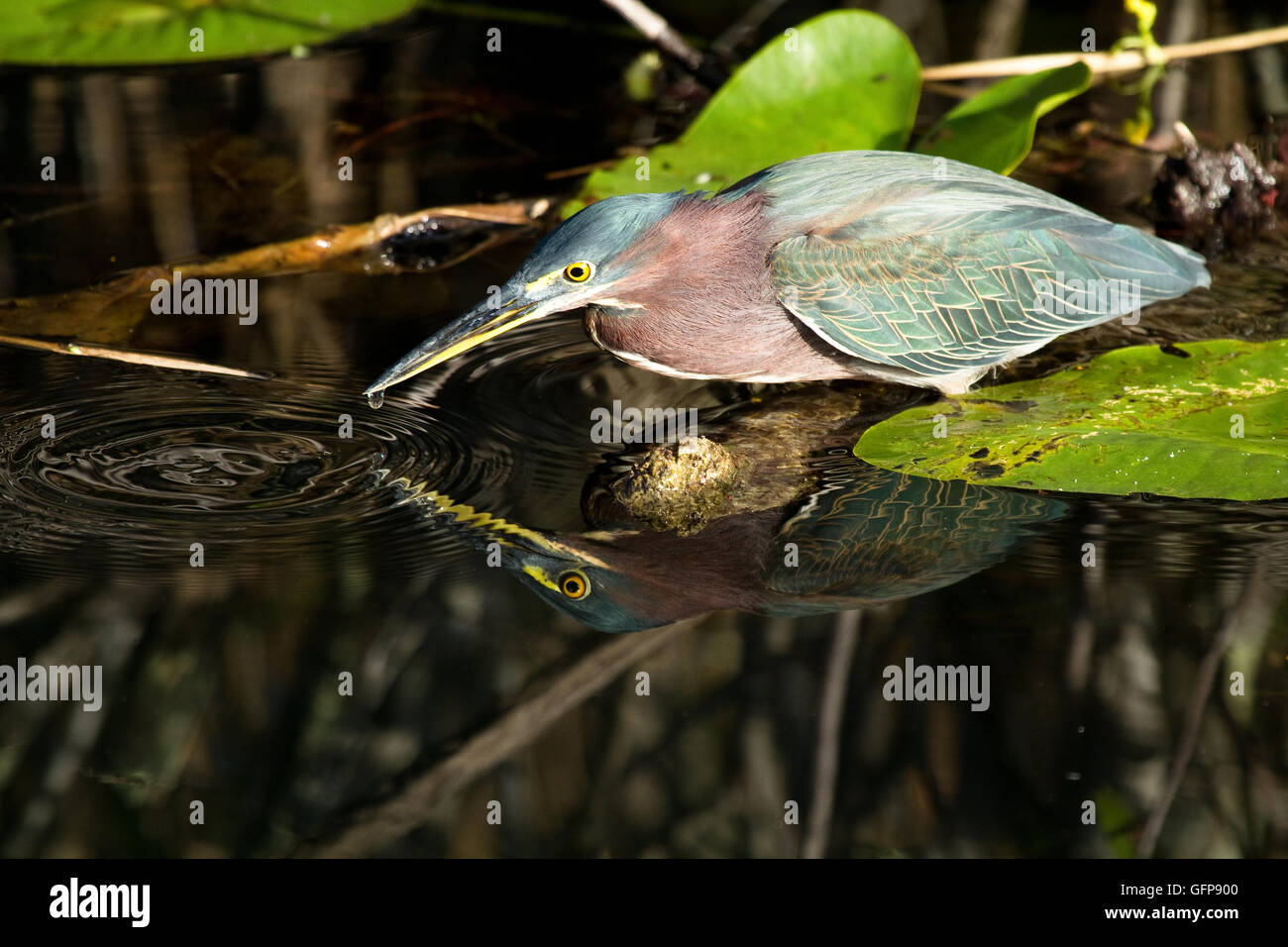 Reflection of bird in water hi-res stock photography and images - Alamy