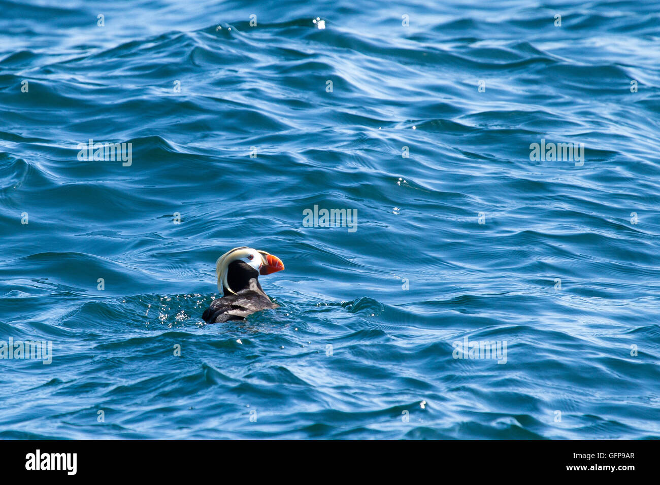 Bird in ocean Stock Photo - Alamy