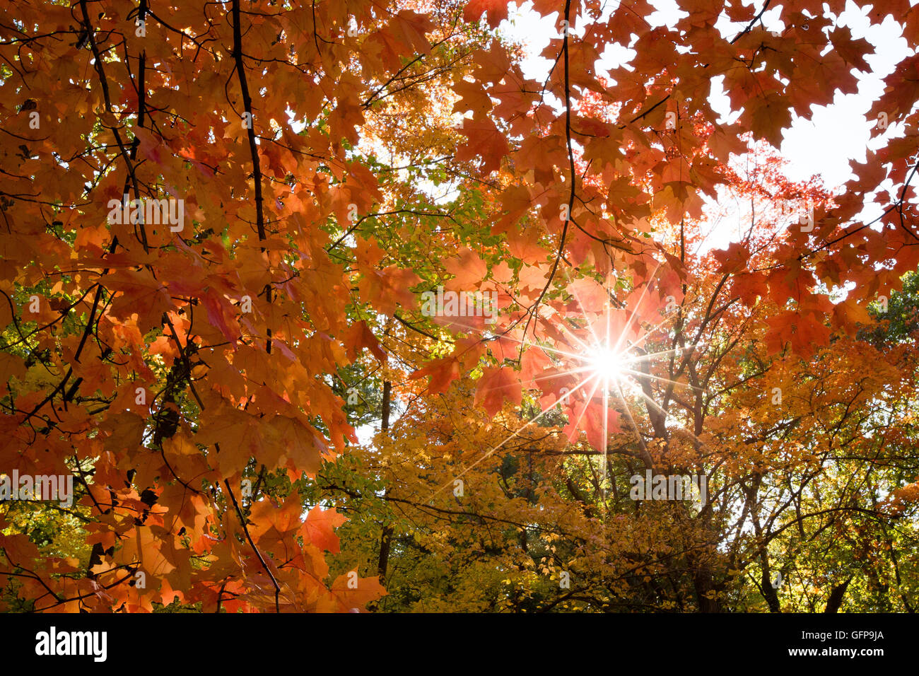 Sunburst and fall colors Stock Photo - Alamy