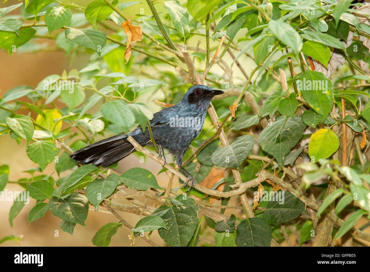 Blue Mockingbird Melanotis caerulescens El Tuito, Jalisco, Mexico 11 ...