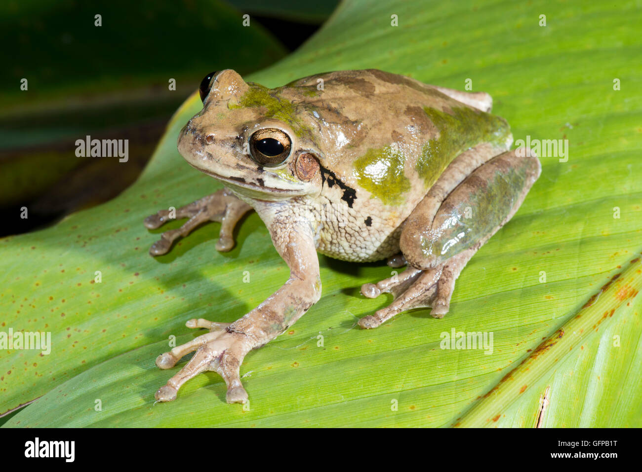 Common Mexican Treefrog Smilisca baudinii El Tuito, Jalisco, Mexico 12 ...