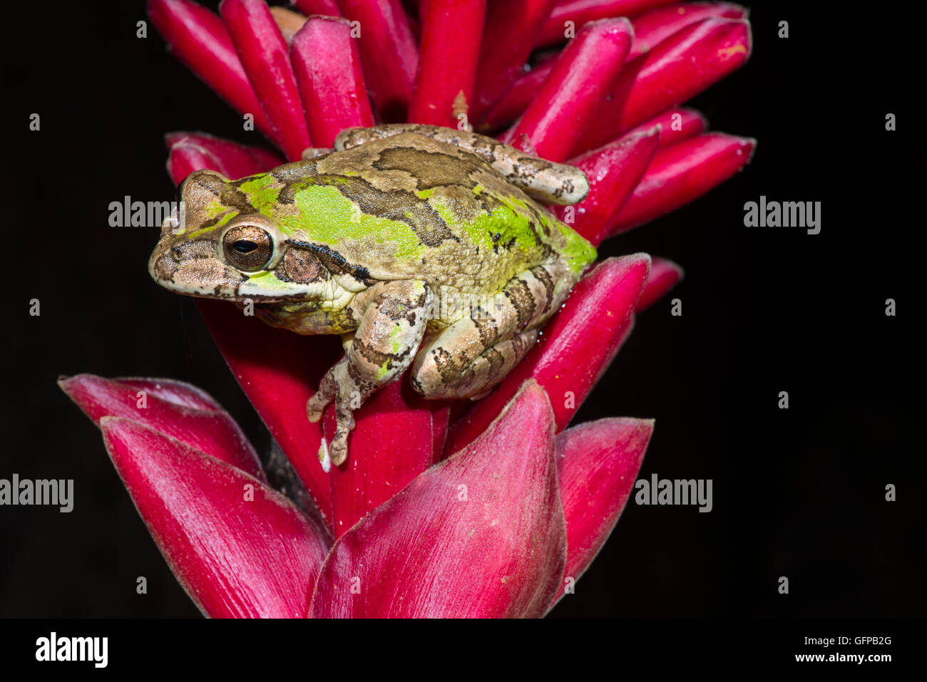 Common Mexican Treefrog Smilisca baudinii El Tuito, Jalisco, Mexico 12 ...