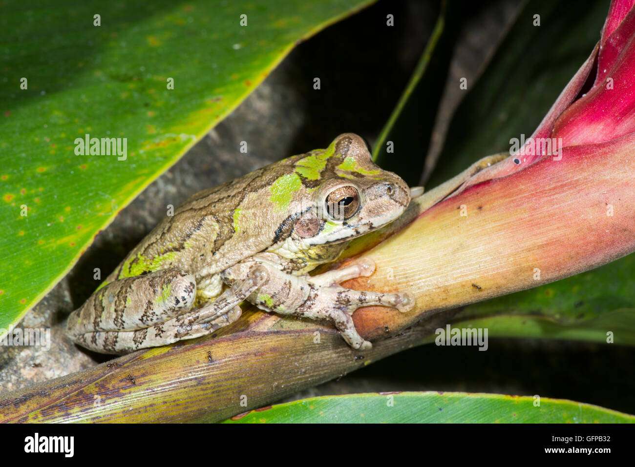 Common Mexican Treefrog Smilisca baudinii El Tuito, Jalisco, Mexico 12 ...