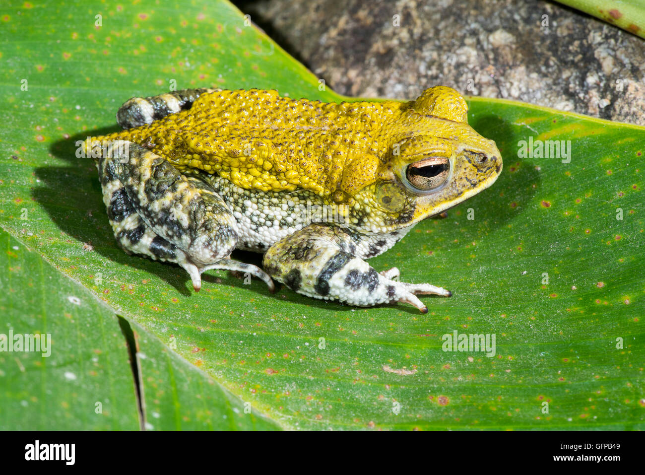 Marbled toad hi-res stock photography and images - Alamy