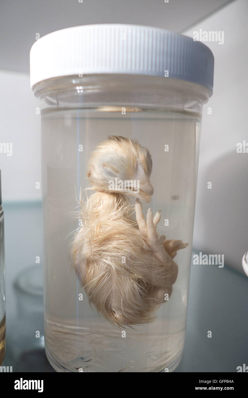 Objects on display at the Morbid Anatomy Museum in Brooklyn, NY ...