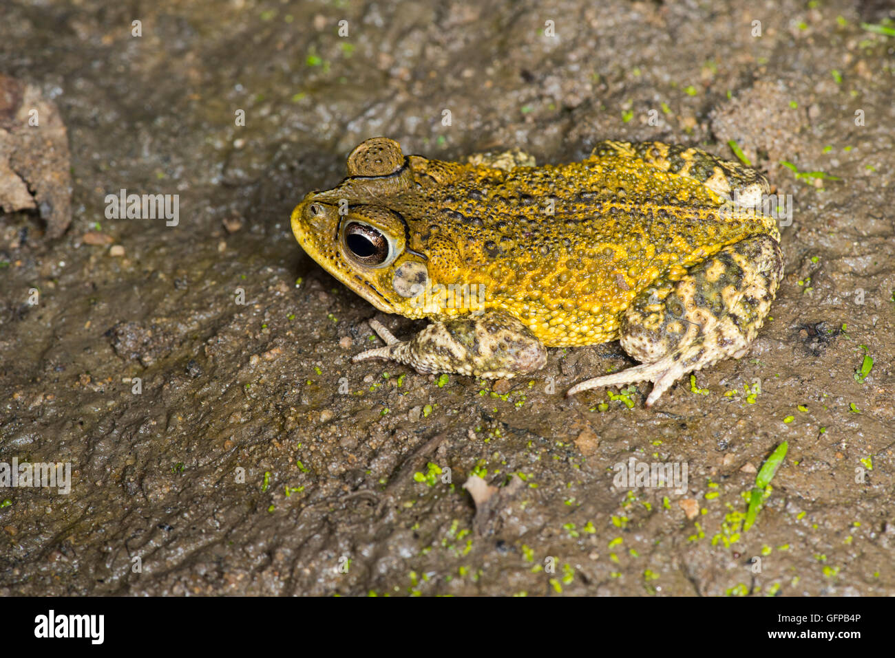 Marbled Toad Incilius marmoreus El Tuito, Jalisco, Mexico 12 June Adult ...