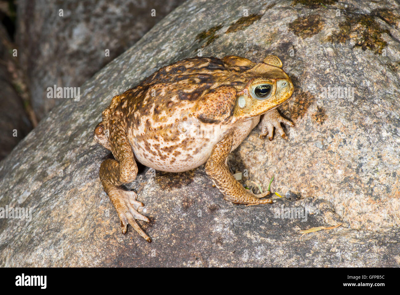 Marine Toad Rhinella marina El Tuito, Jalisco, Mexico 12 June Adult ...