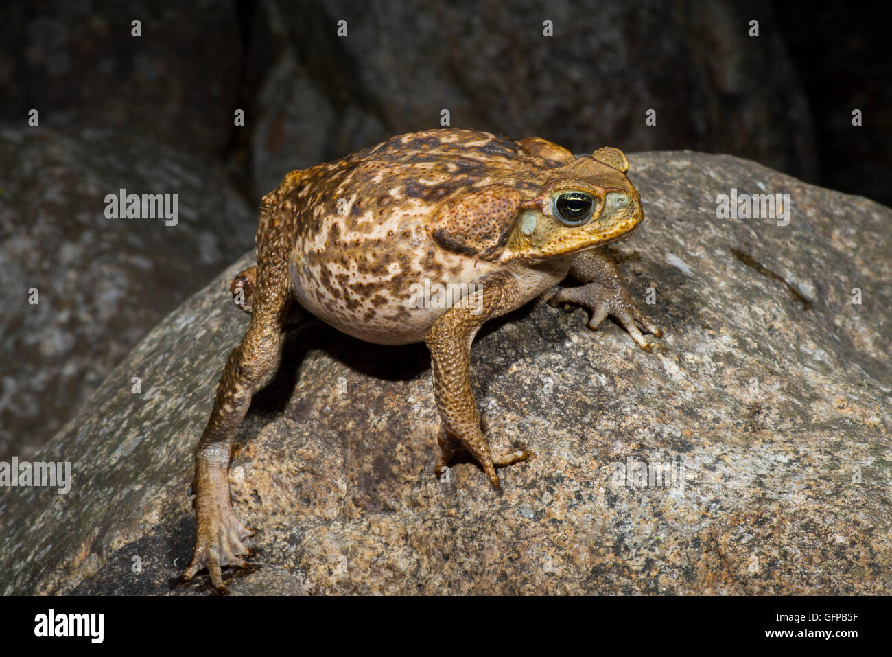Rhinella marina hi-res stock photography and images - Alamy