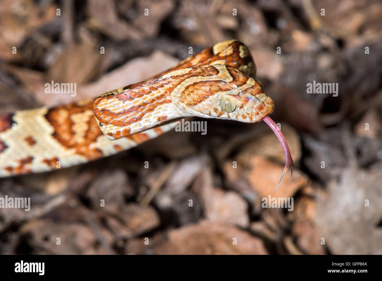 Mexican Lyre Snake Trimorphodon tau El Tuito, Jalisco, Mexico 12 June ...