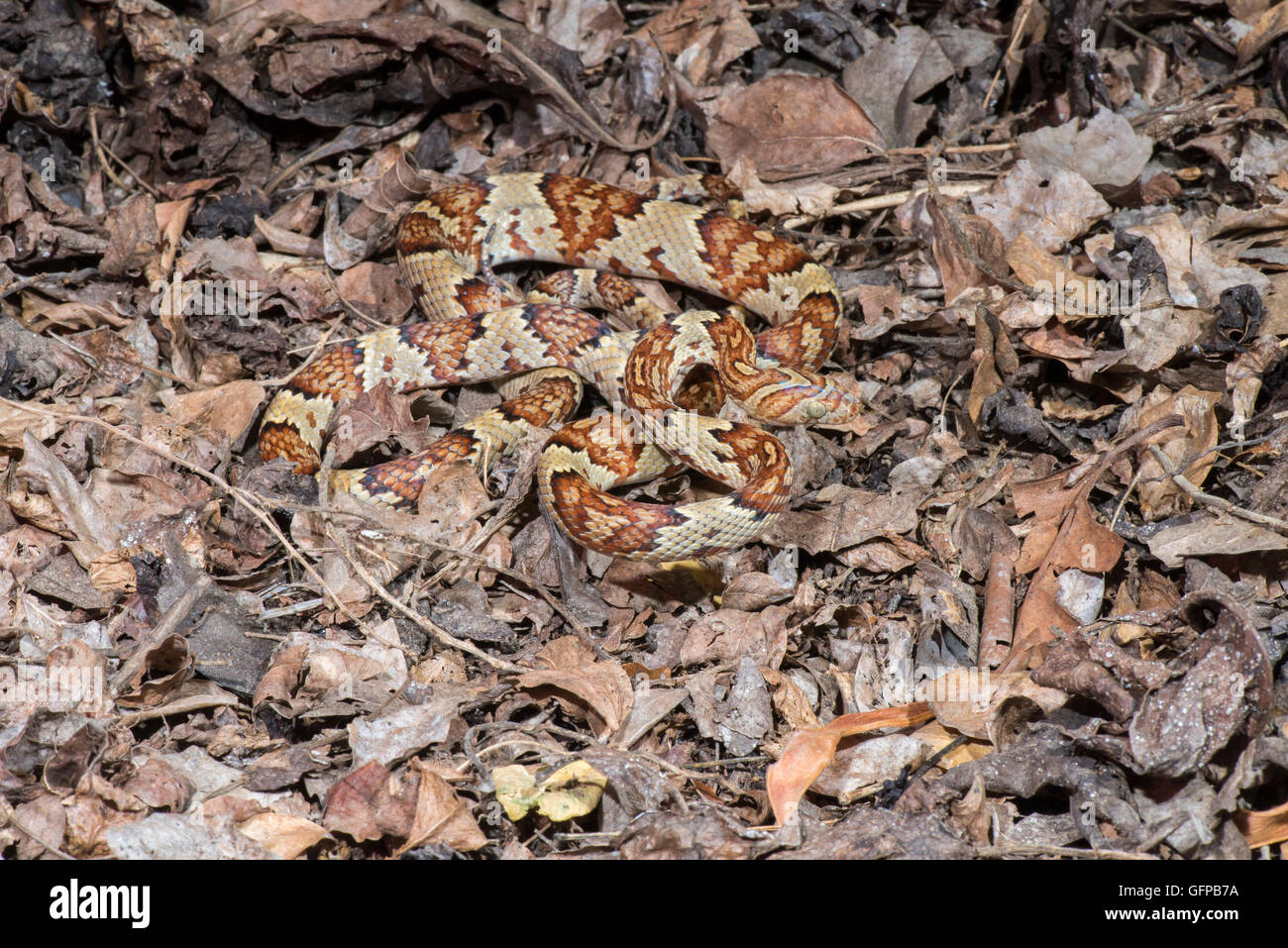 Mexican Lyre Snake Trimorphodon tau El Tuito, Jalisco, Mexico 12 June ...