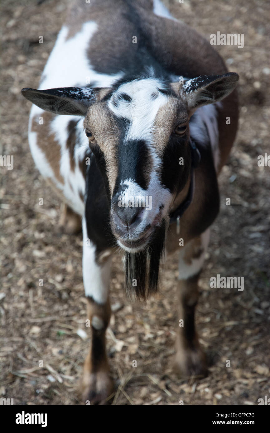 A close up of a pygmy goat Stock Photo - Alamy
