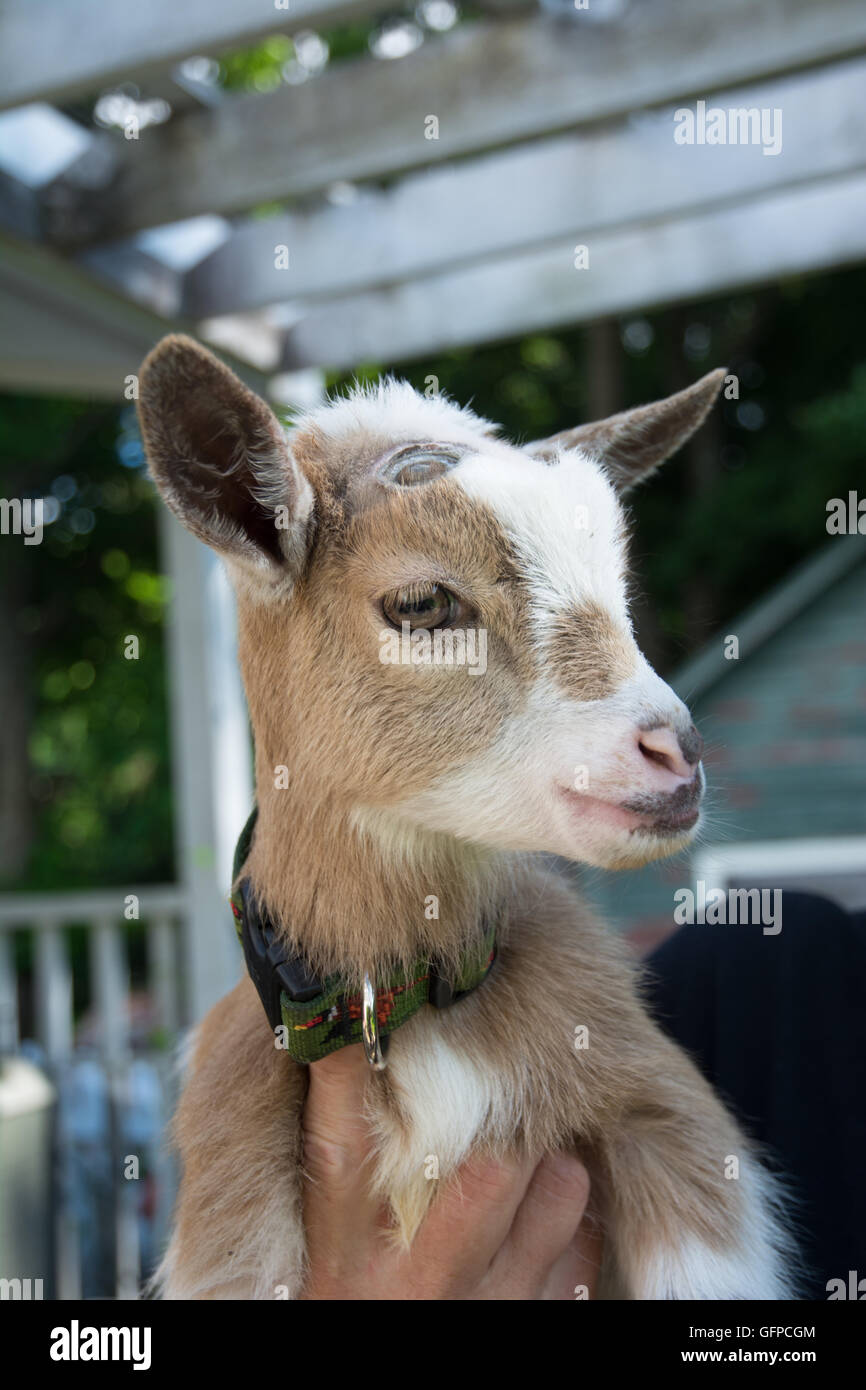 A close up of a pygmy goat Stock Photo - Alamy