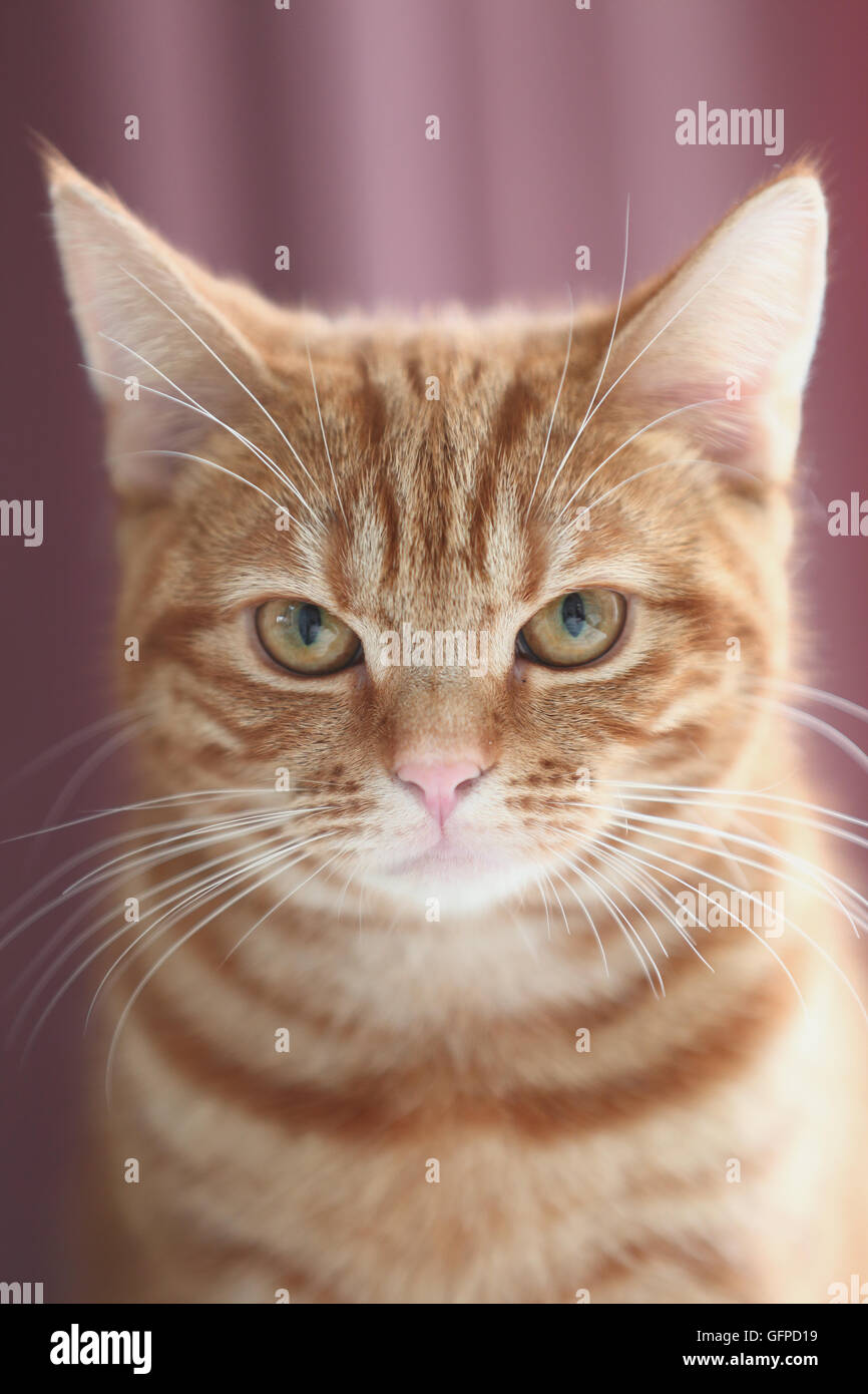Cat in the house Stock Photo - Alamy