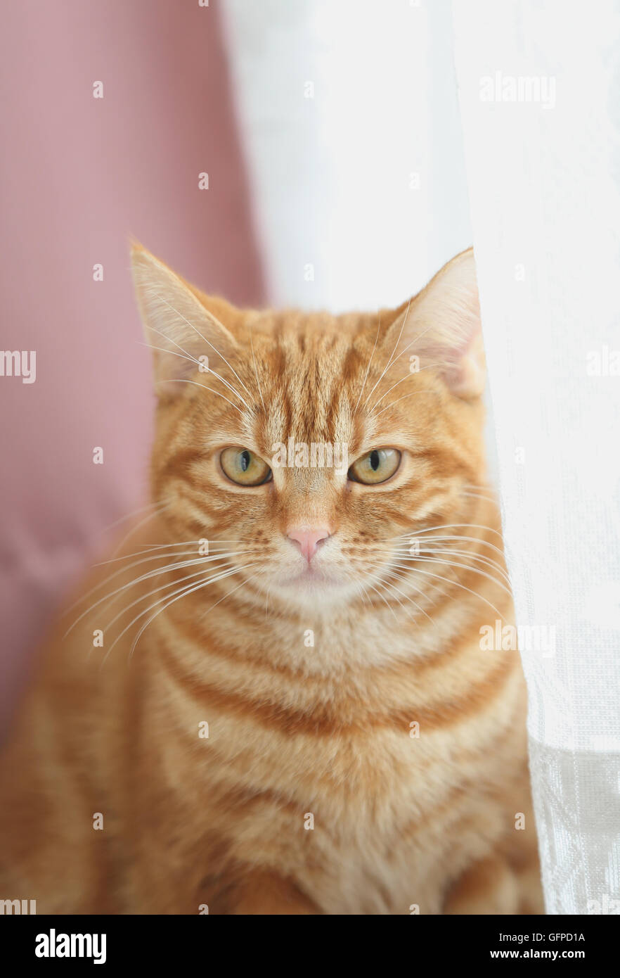 Cat in the house Stock Photo - Alamy