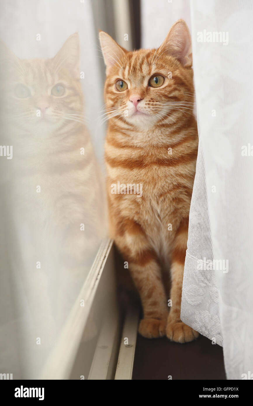 Cat in the house Stock Photo - Alamy
