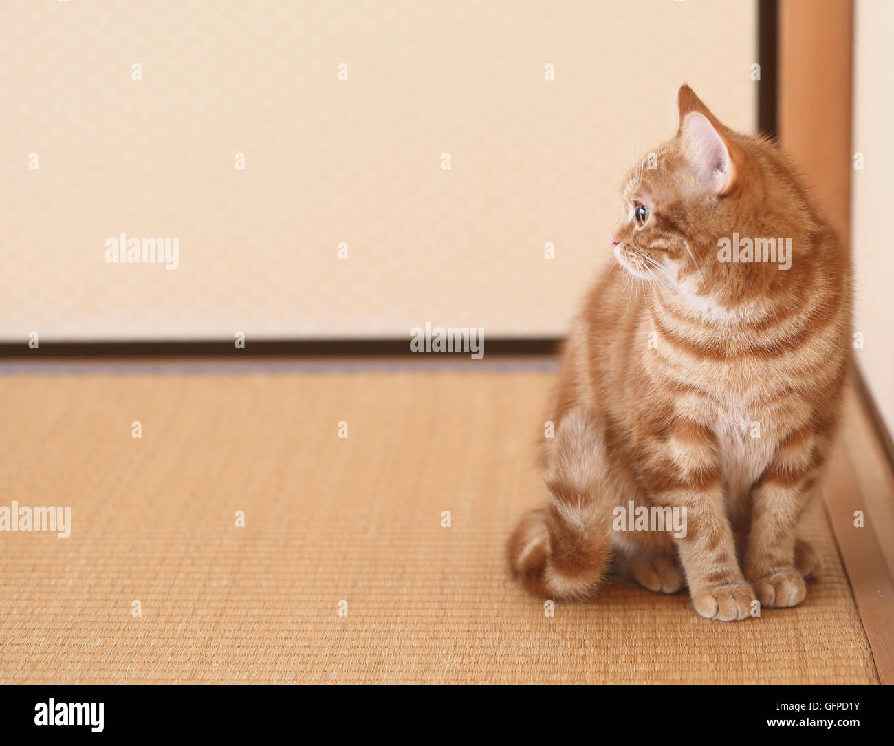 Cat in the house Stock Photo - Alamy