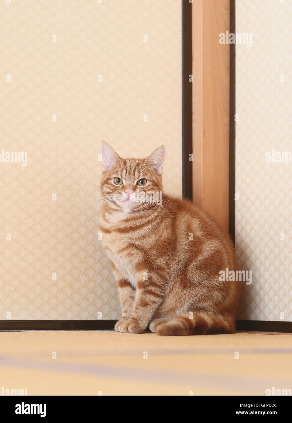 Cat in the house Stock Photo - Alamy