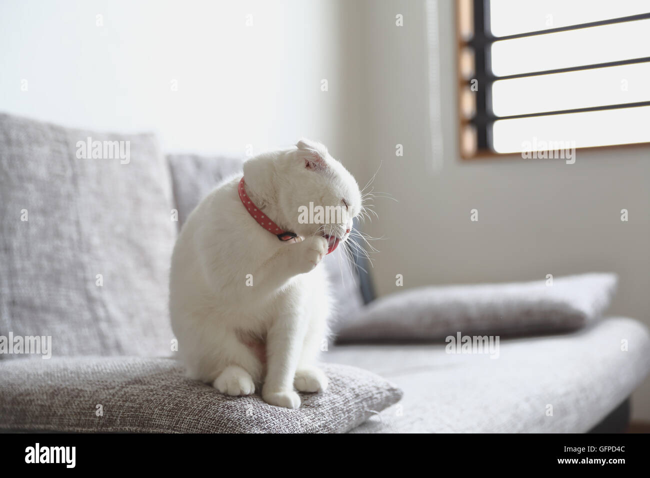 Cat in the house Stock Photo - Alamy