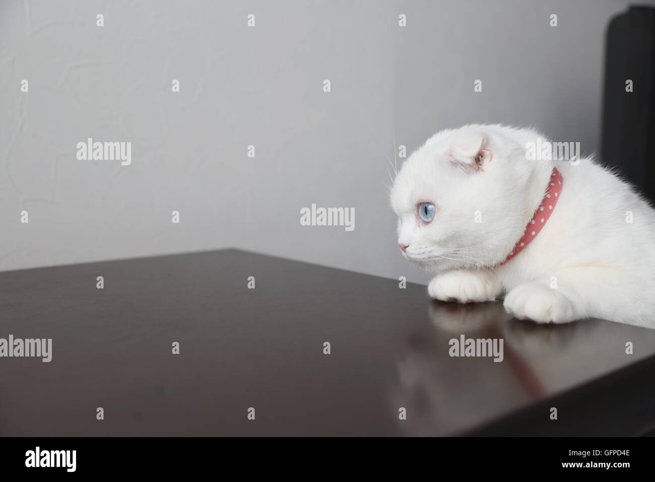 Cat in the house Stock Photo - Alamy